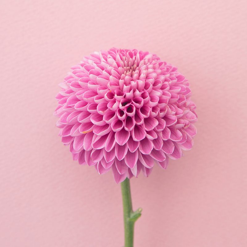 Metro Showcase – Fiorello